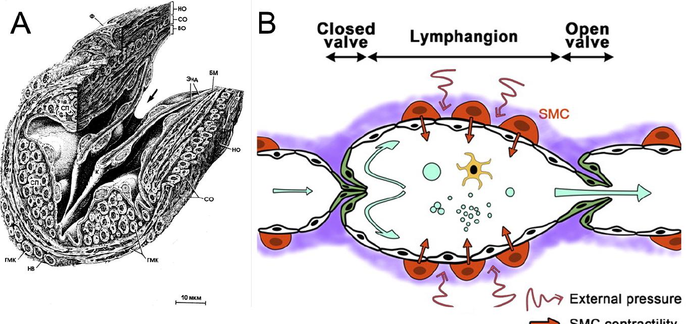 Structure of the lymphatic vessels: (a) microscopic view of