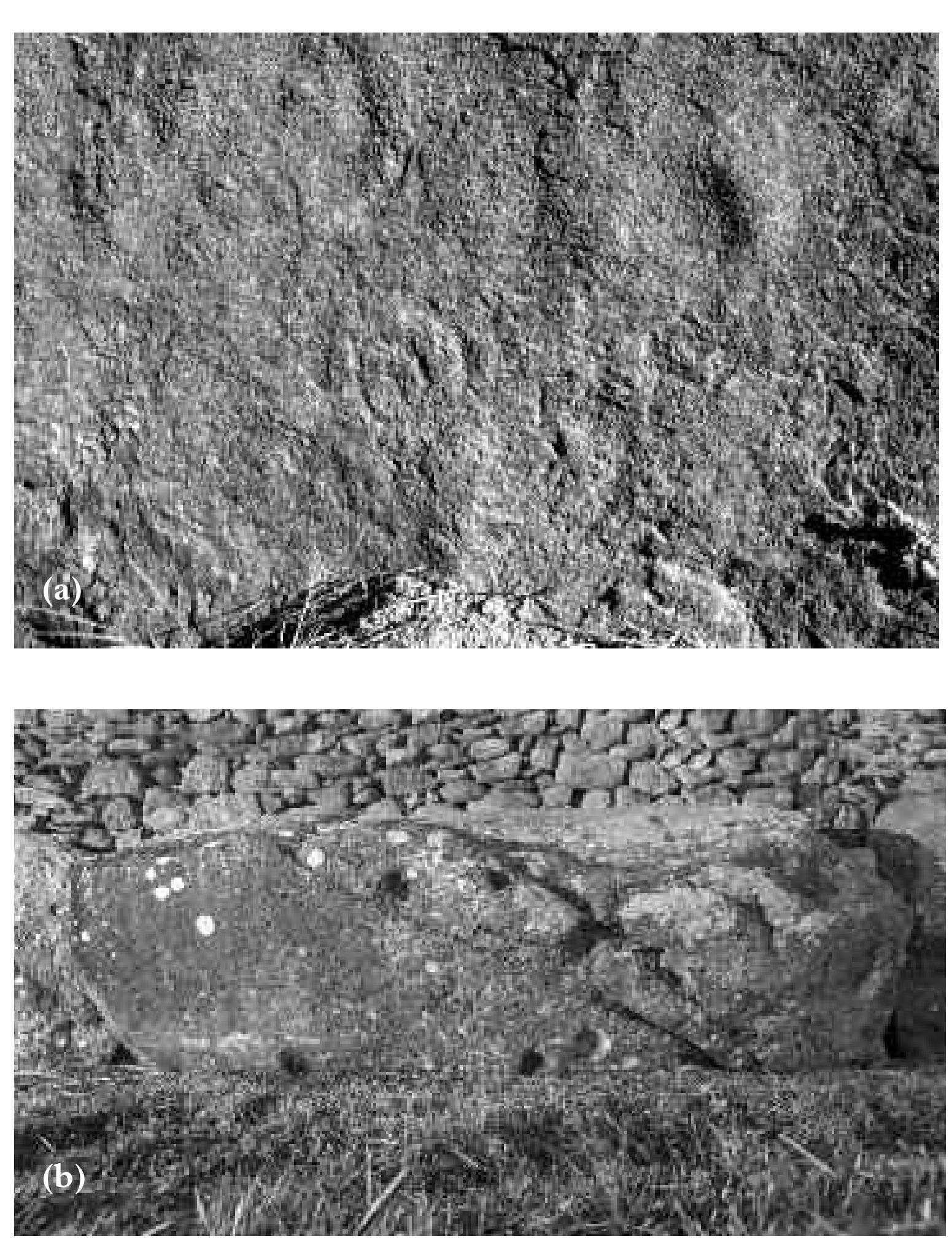 K58 (back) were noted on the front face (see (b) above).