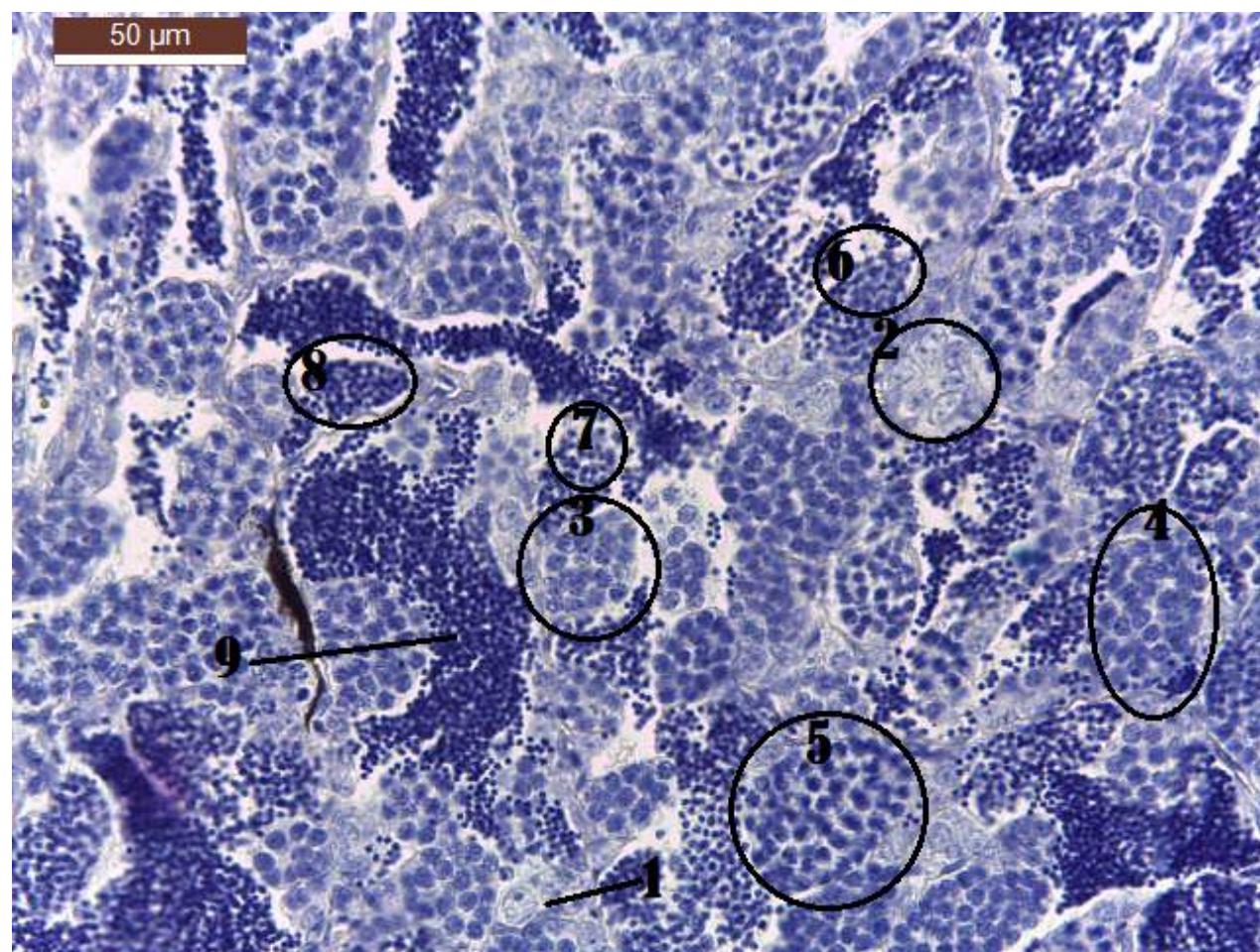 Seminiferous tubule in cross section with all stages germ