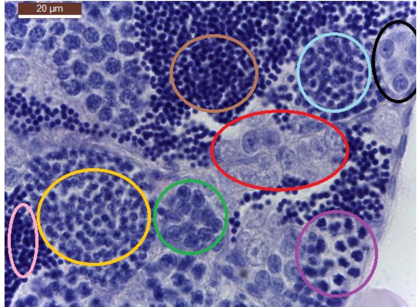 Seminiferous tubule in cross section with all stages of germ