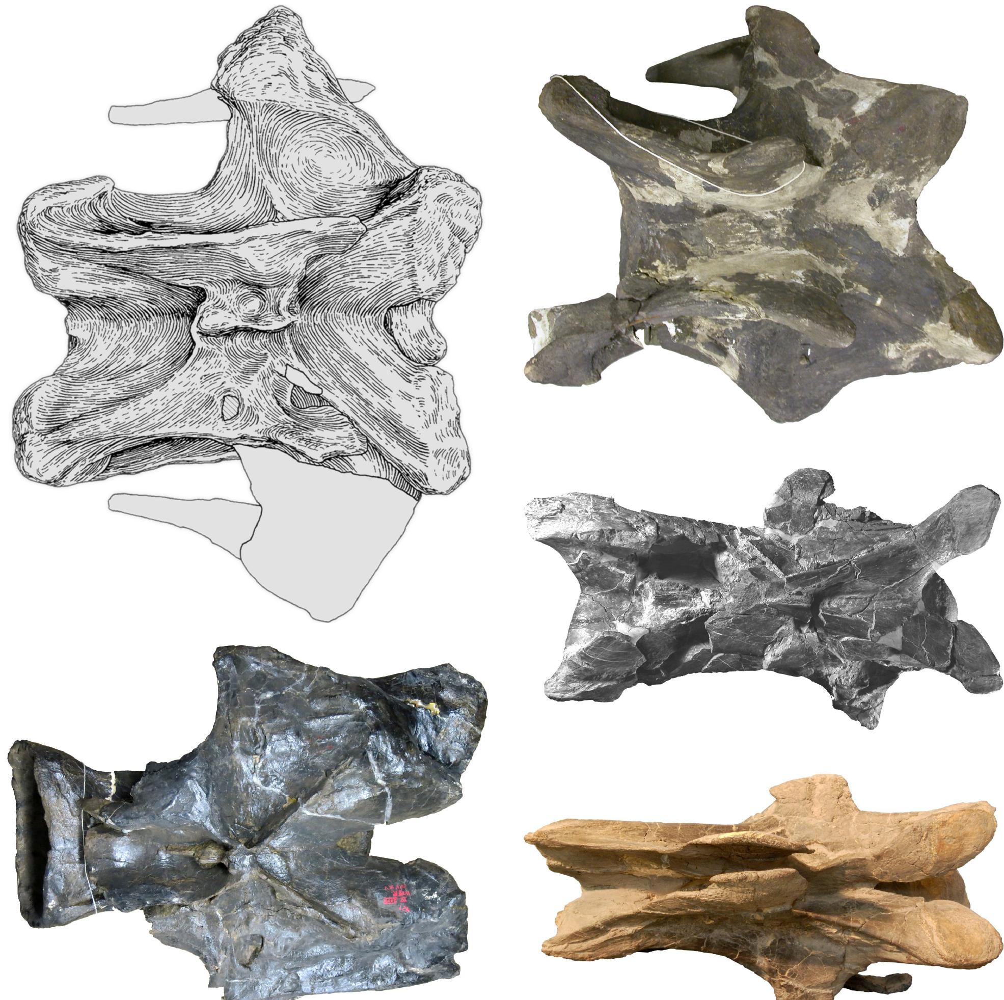 Diplodocid posterior vertebrae in dorsal view, scaled to