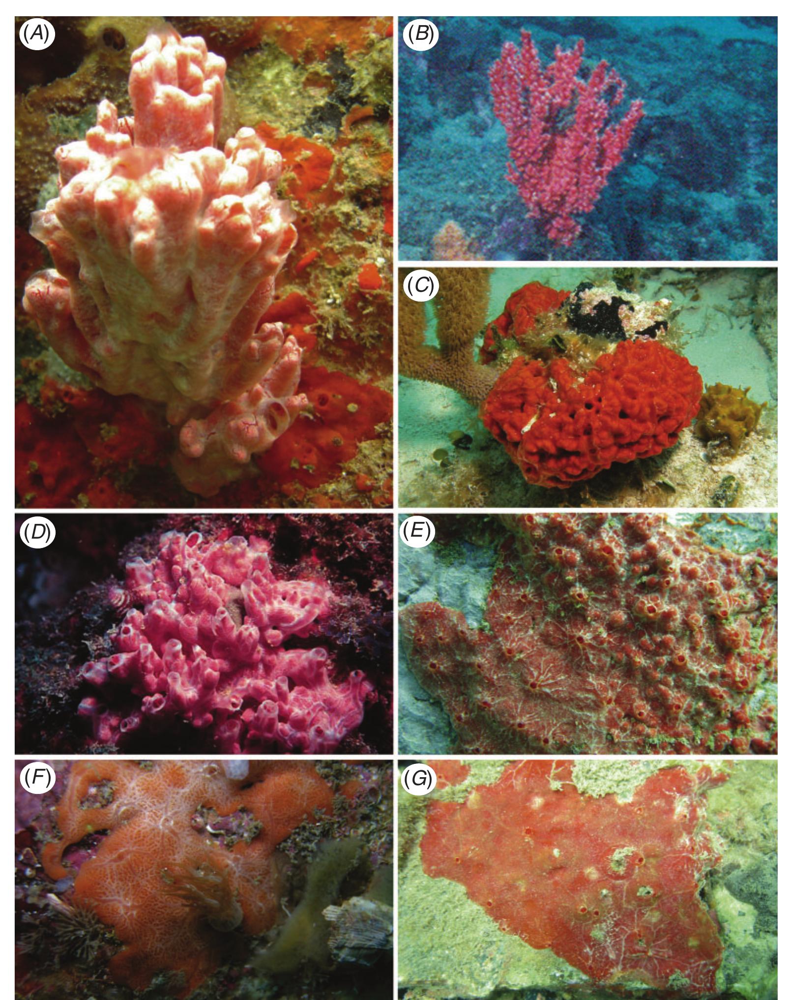 Monanchora arbuscula, specimens in situ. (a) arborescent