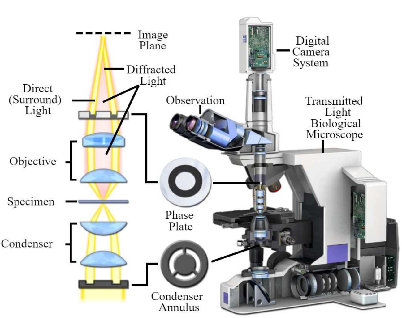 Phase-contrast microscope configuration 1.2. model outline