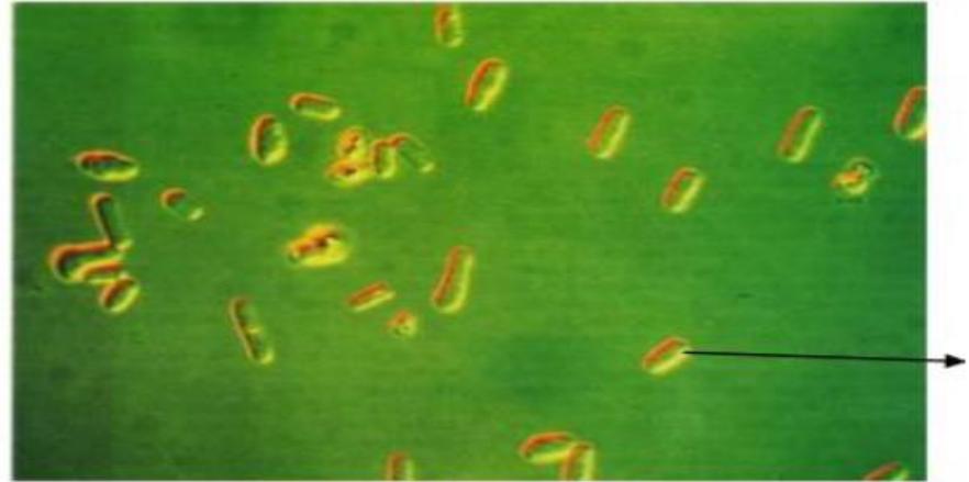 Cell form of saccharomyces cerevisiae *' yeast has various