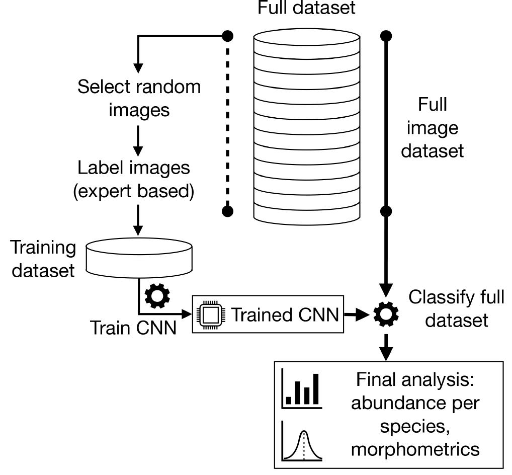 Schematic Of The Foraminifera Classification Workflow