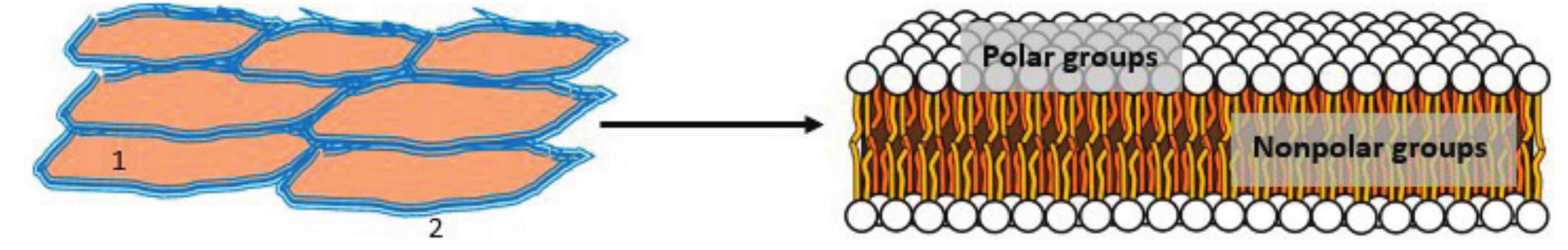 -3 structure of stratum corneum. note: (left) top view of