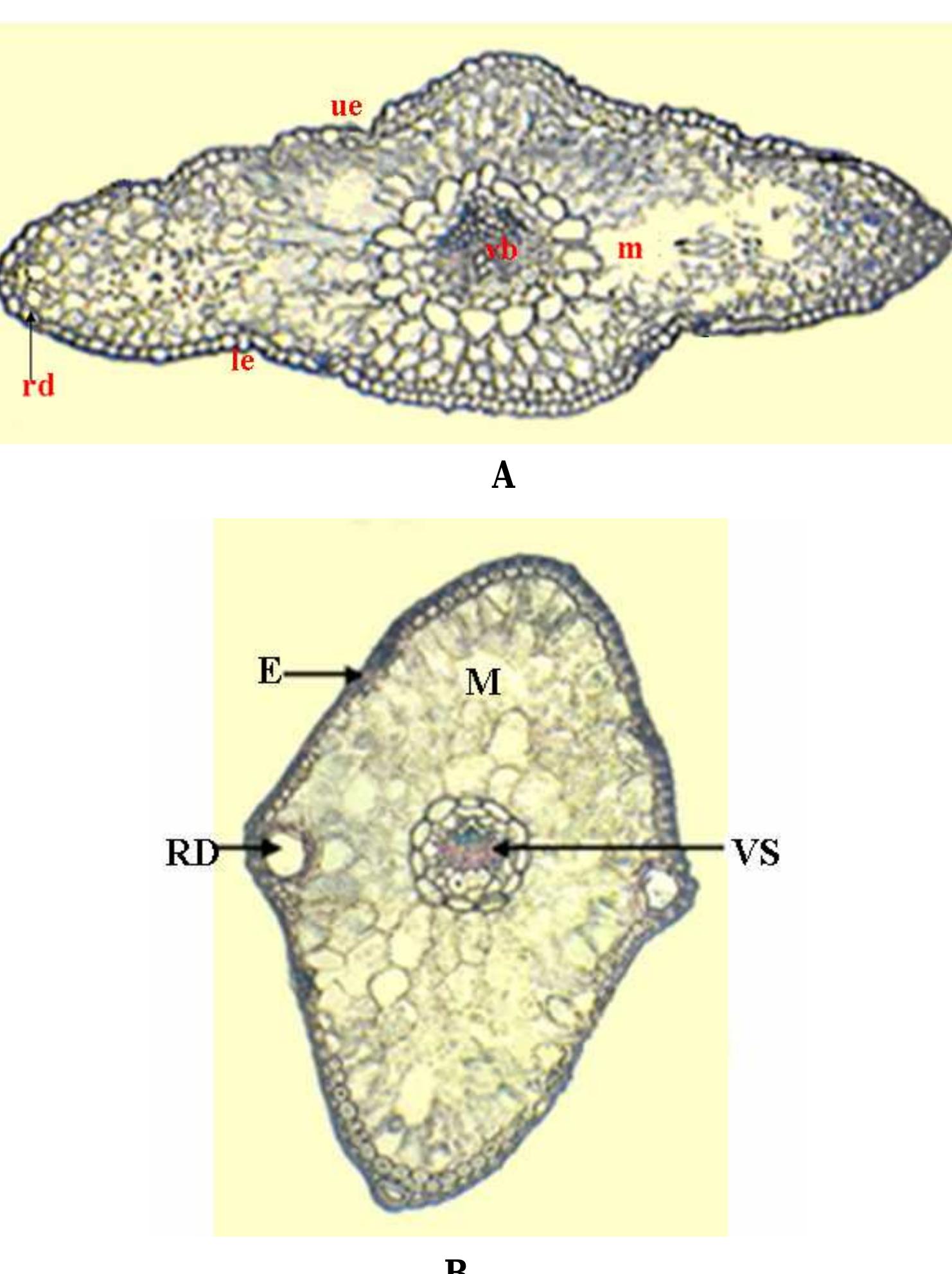 Cross section of the leaf exhibit a more or less elliptical