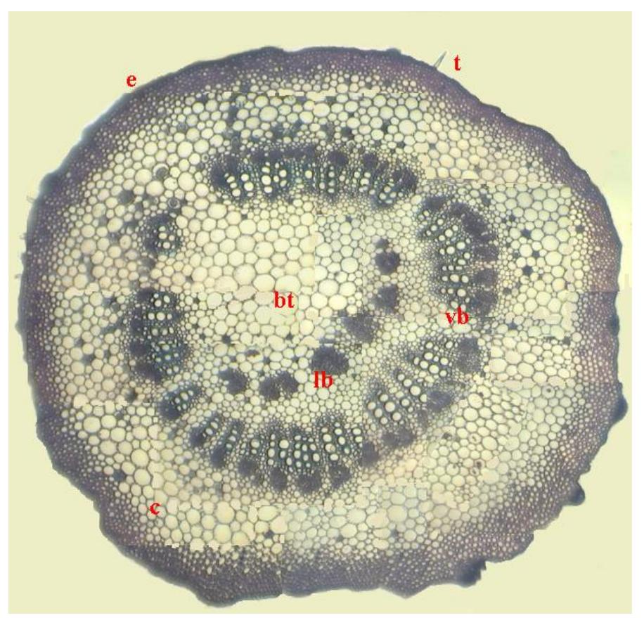 Cross section og the petiole - ensamble: bt- basic tissue,