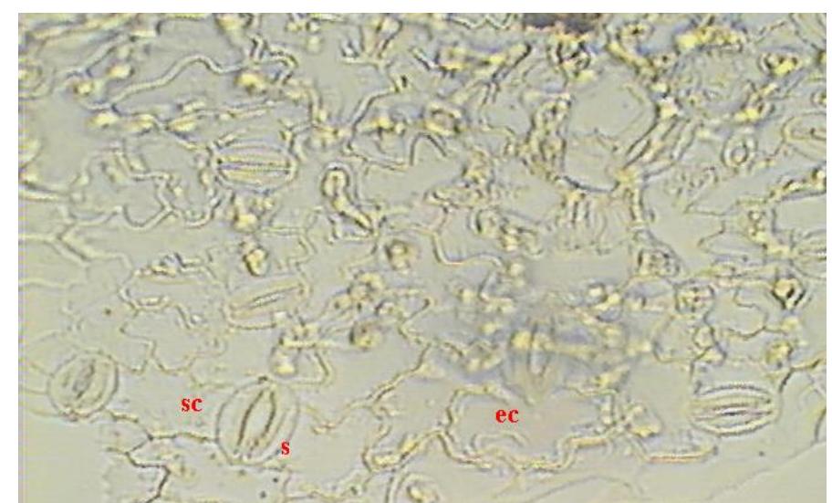 Paradermal sections of the lower epidermis disclose