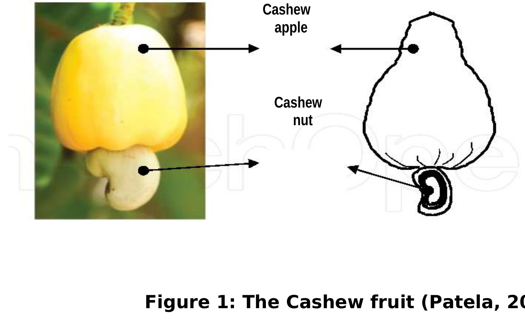 (PDF) CASHEW NUT SHELL LIQUID, A RENEWABLE AND RELIABLE PETRO-CHEMICAL ...