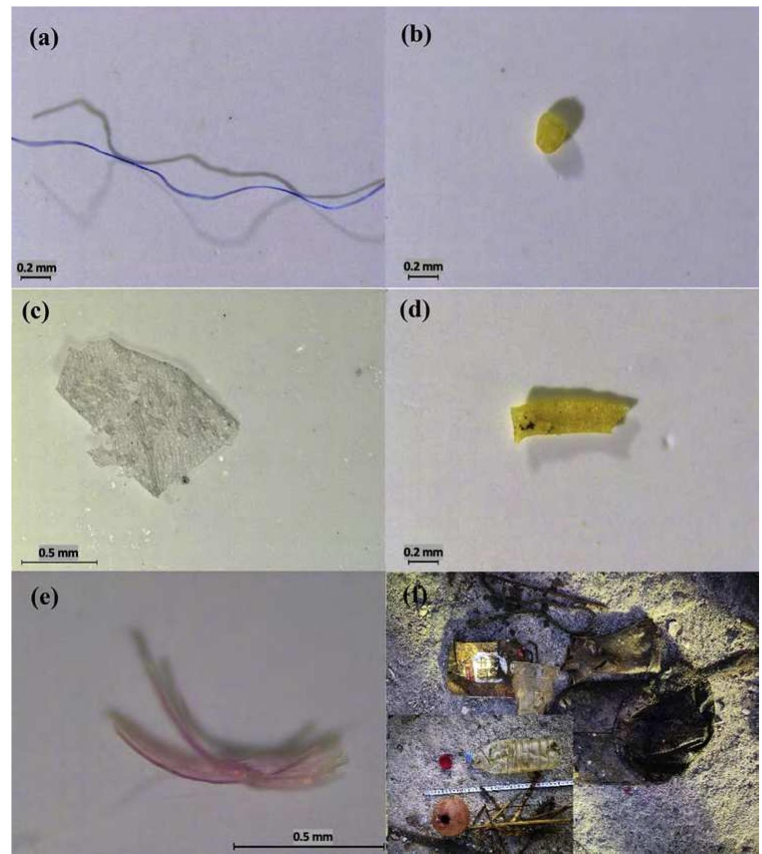 Different types of microplastic are (a) fiber (b) pellet (c)