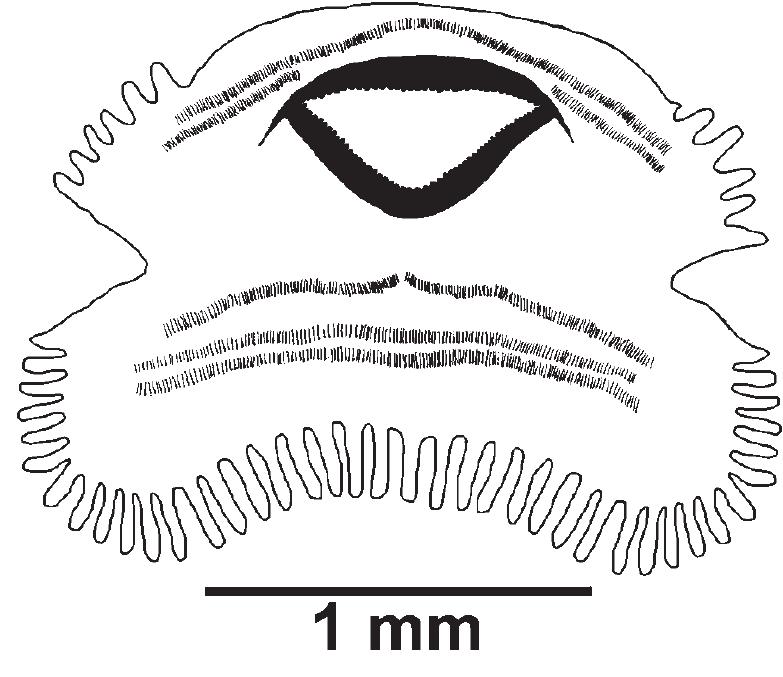 Oral disc of colostethus subfolionidificans tadpole (inpa-h