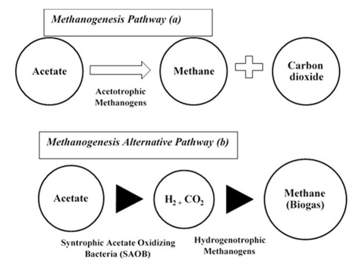 And Archaea Counting Methanogens Eukaryotes I E Anaerobic