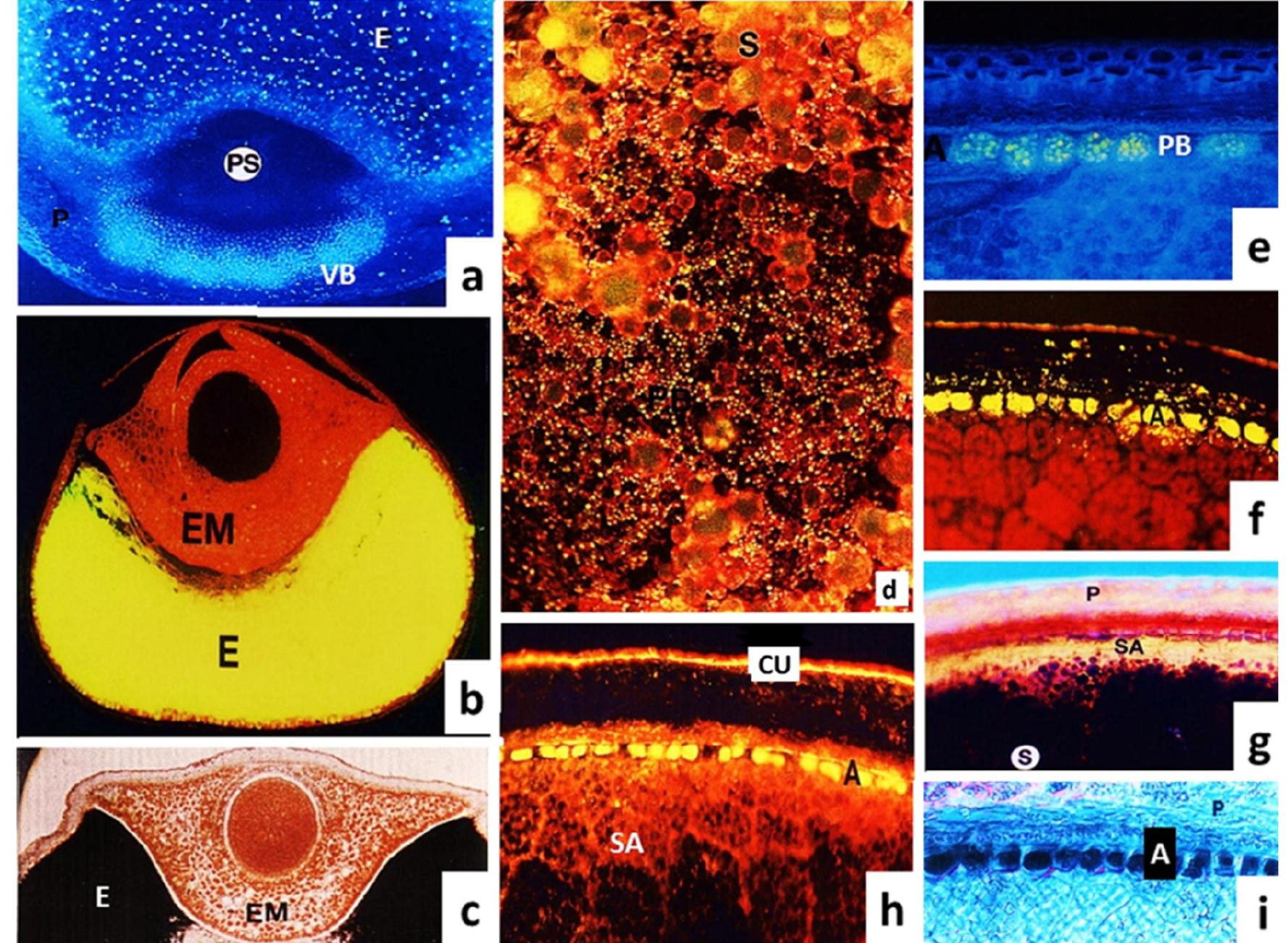 (a-1) localization of nuclei, protein and lipids (a) t. s.
