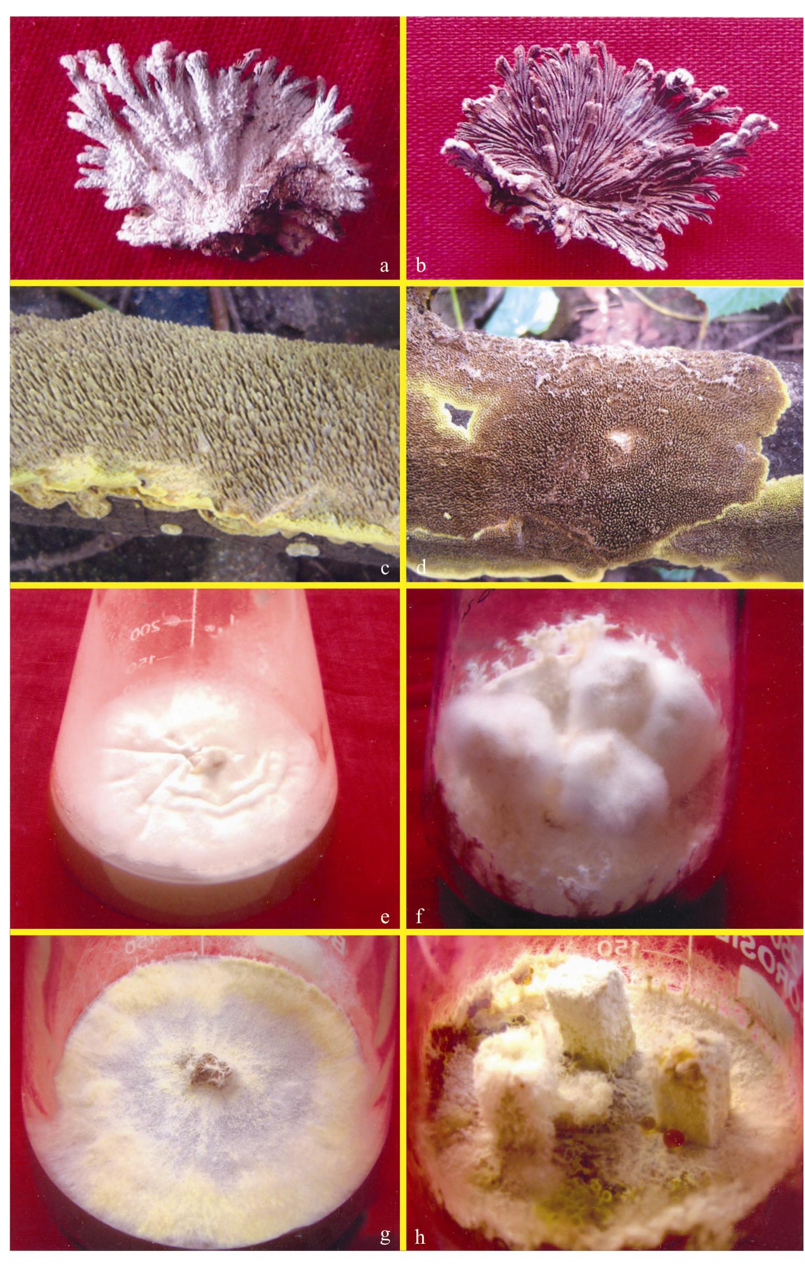 A = upper or dorsal surface of schizophyllum commune; b