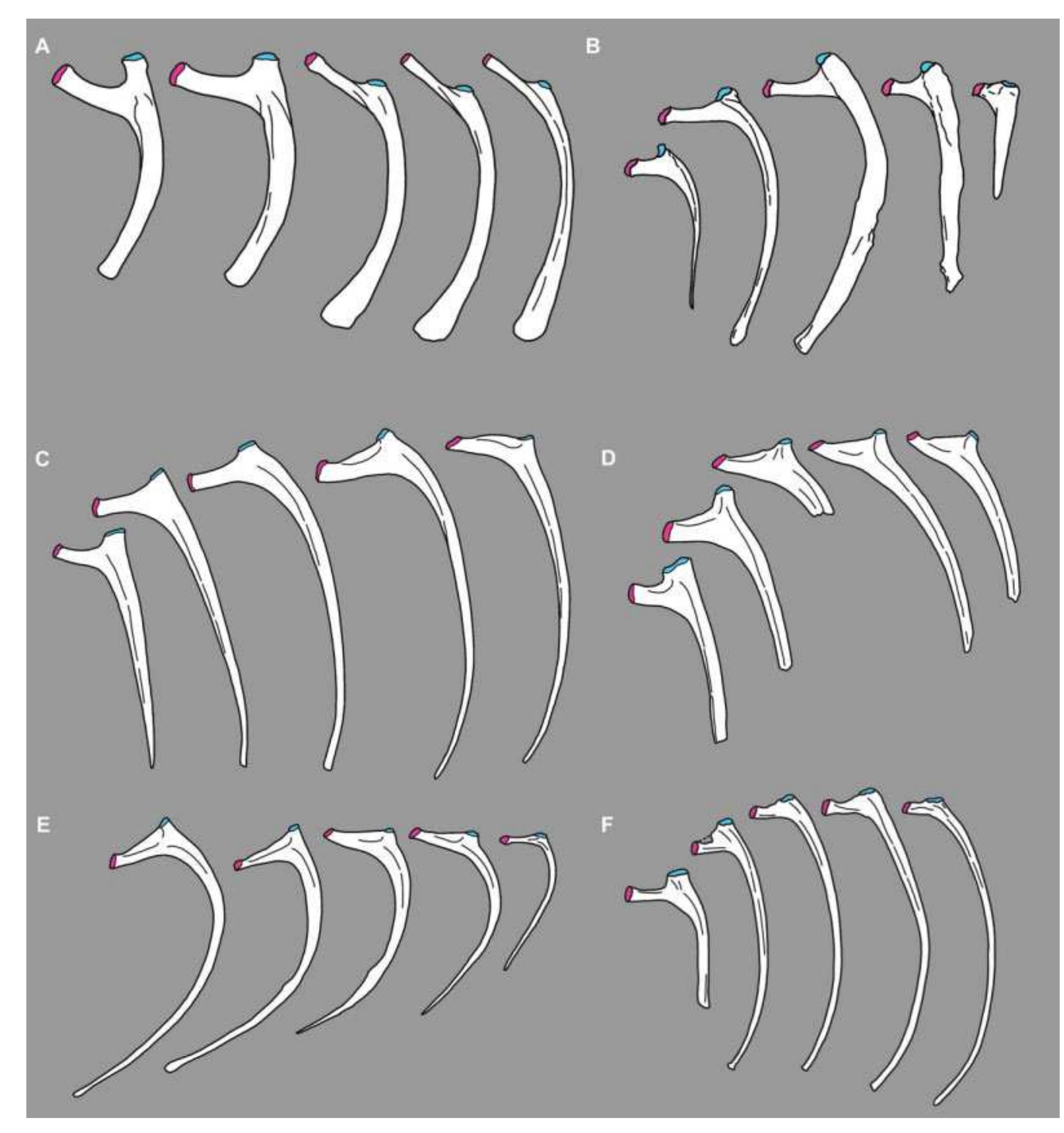 Nial view of allosaurus fragilis redrawn from madsen (1976).