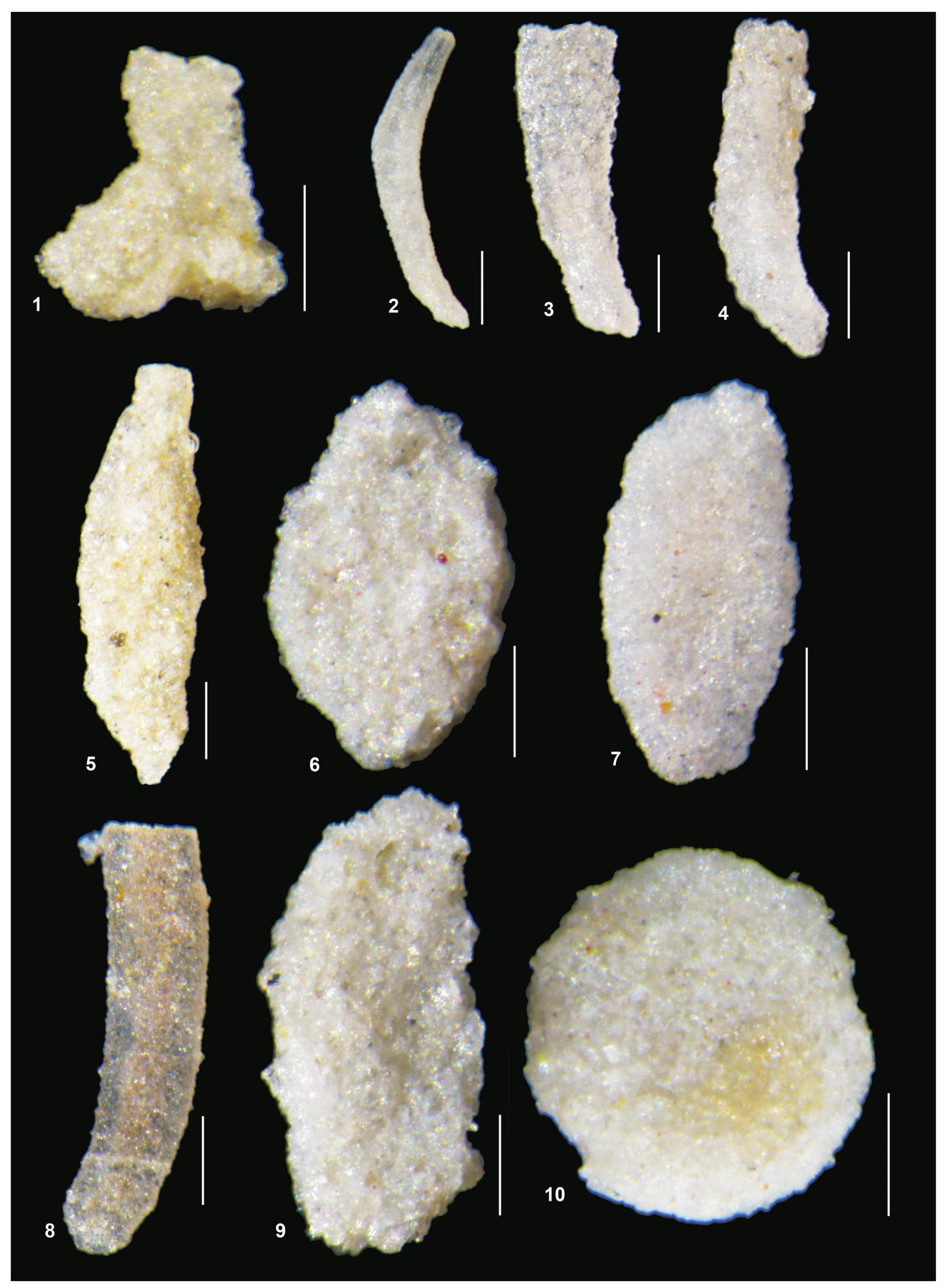 Figure 4 - Late Ordovician agglutinated foraminifera from