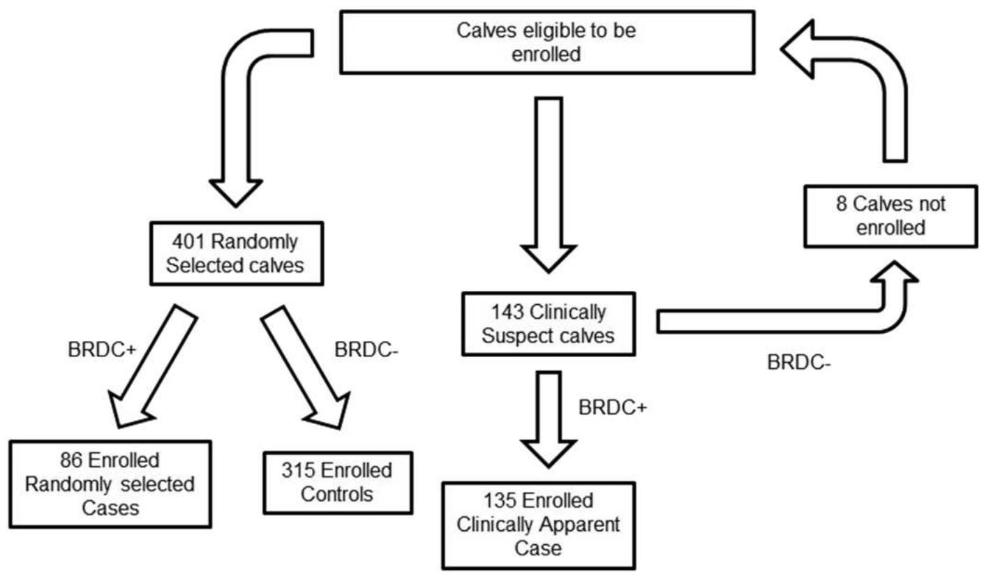 Flowchart for selection of preweaned dairy calves on 3