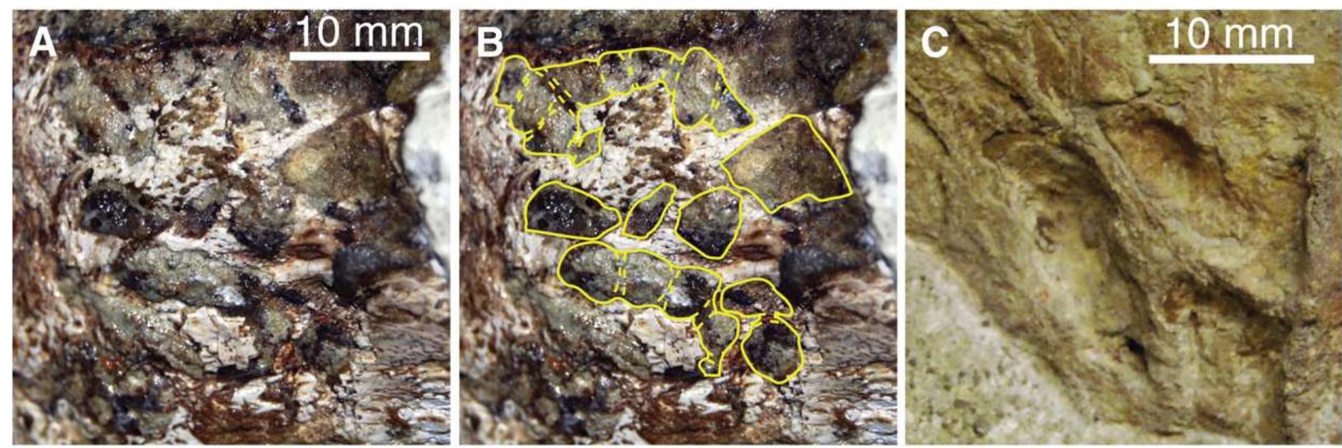 Internal bone texture. a, b: paratypic vertebra (mb.r. 2454)