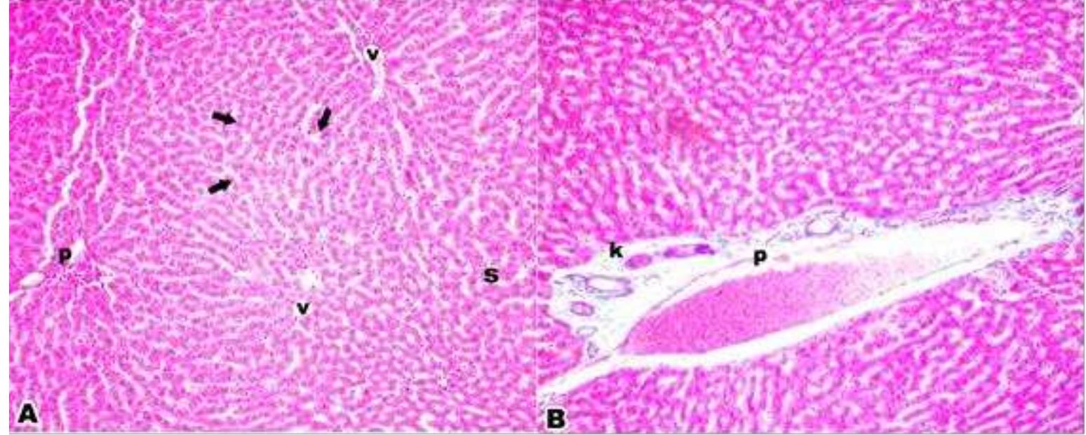 Pic. 7 histological appearance of the liver in group iii. a: