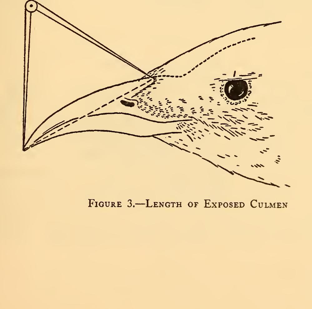 (PDF) Measurements of birds