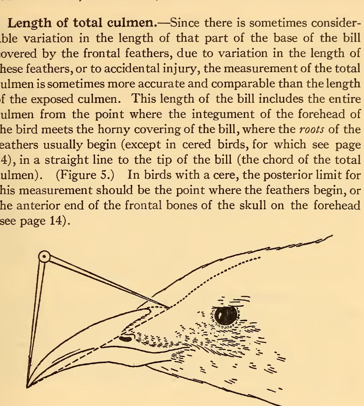 (PDF) Measurements of birds