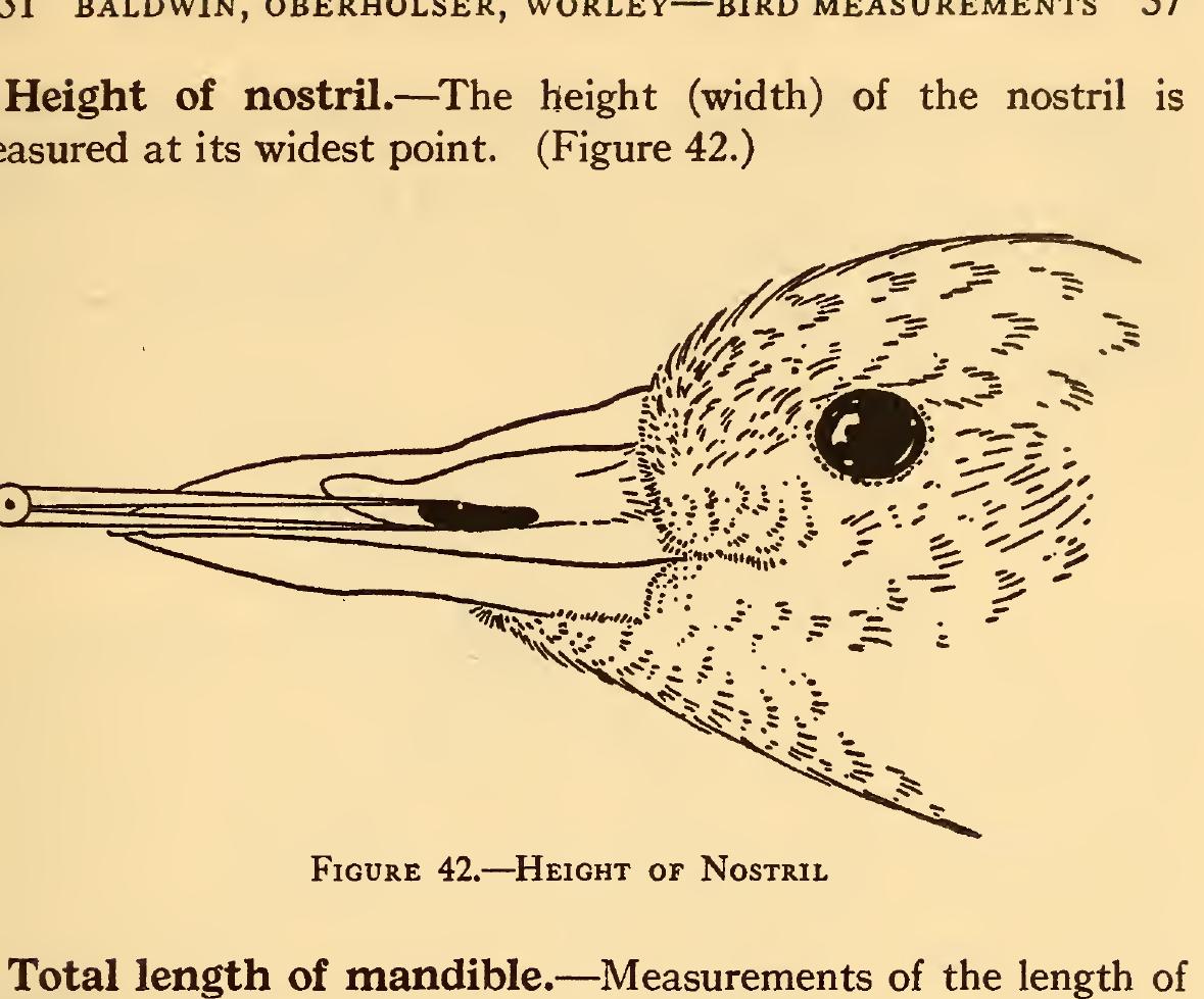 (PDF) Measurements of birds