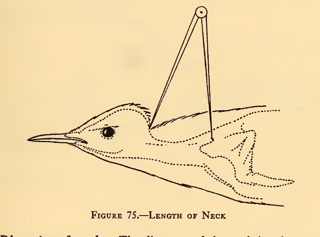 (PDF) Measurements of birds