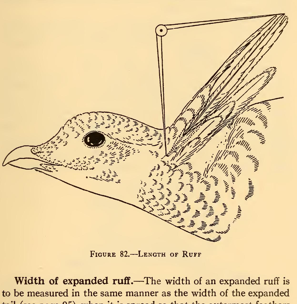 (PDF) Measurements of birds