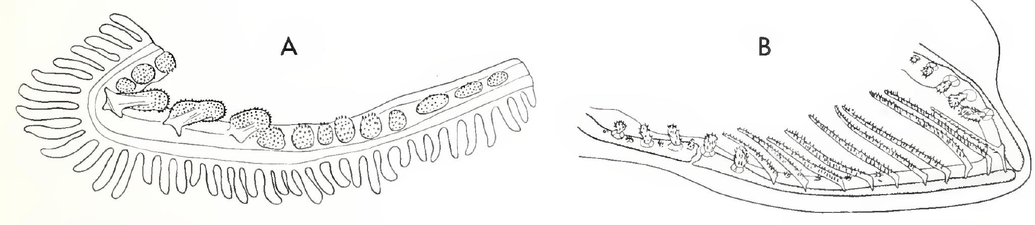 anterior gill arches of ophidiiform fishes. a.