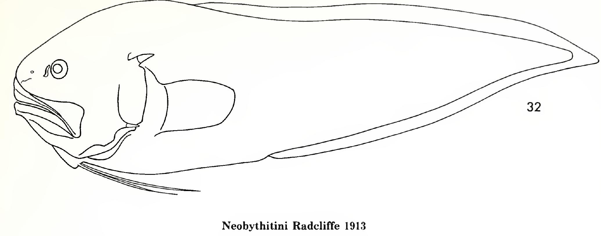 Symphysis of the cleithra and the pelvic girdle at about the