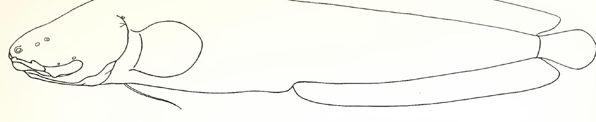 Teriorly, not greatly expanded. intromittent organ of male