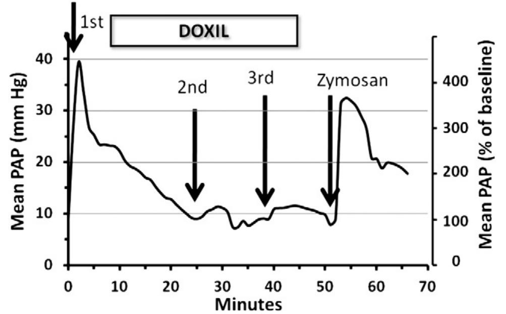 Tachyphylactic pulmonary arterial pressure response to
