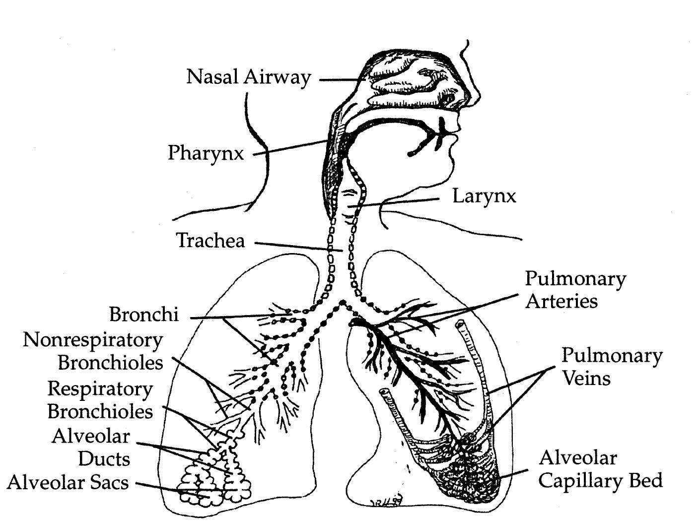(PDF) Comparative Structure of the Respiratory Tract: Airway ...