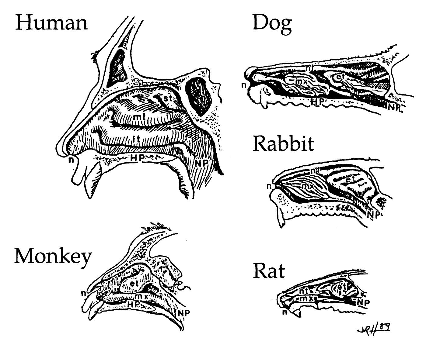 (PDF) Comparative Structure of the Respiratory Tract: Airway ...
