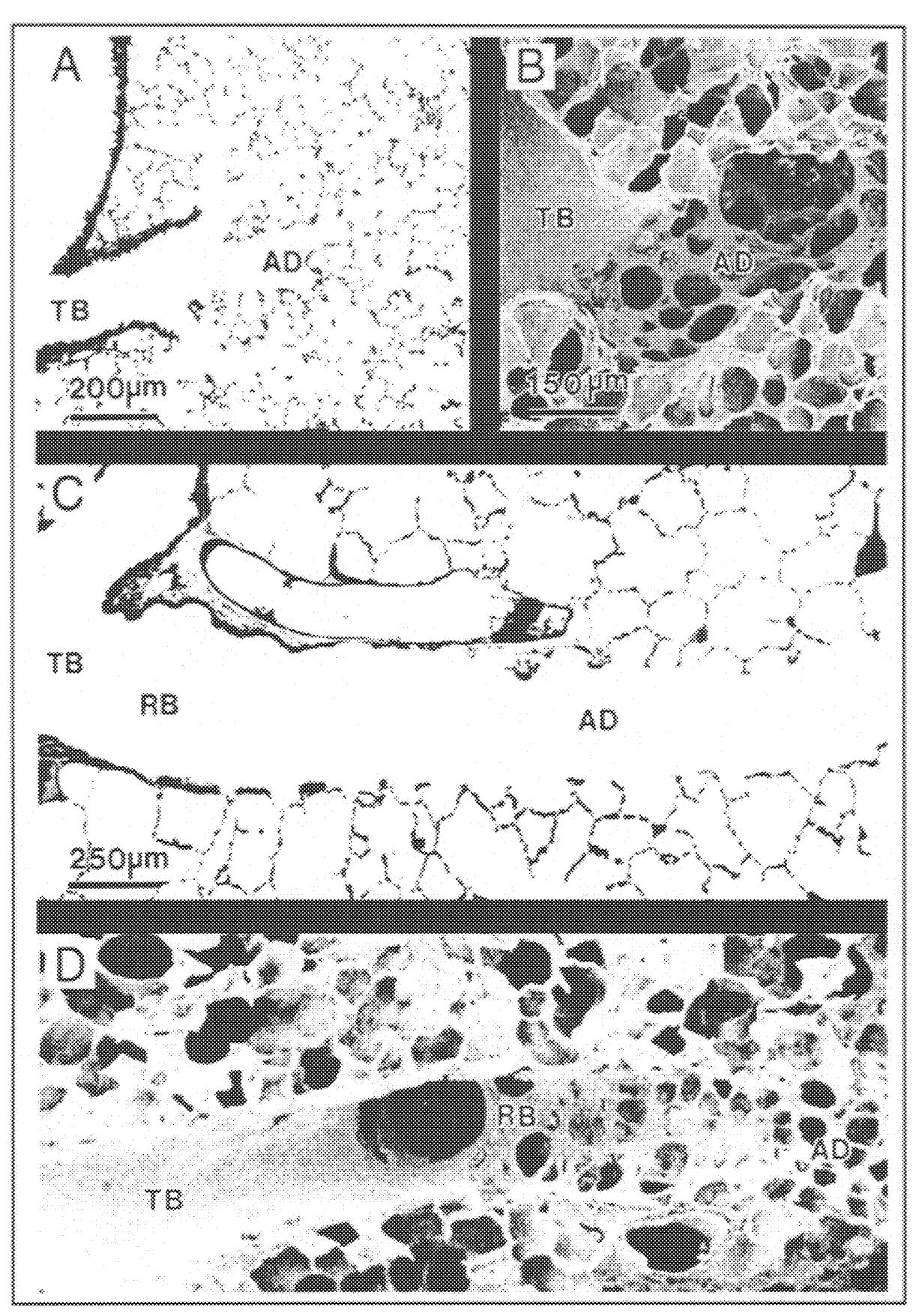 Pulmonary immunotoxicology figure 8. a light microscopic and
