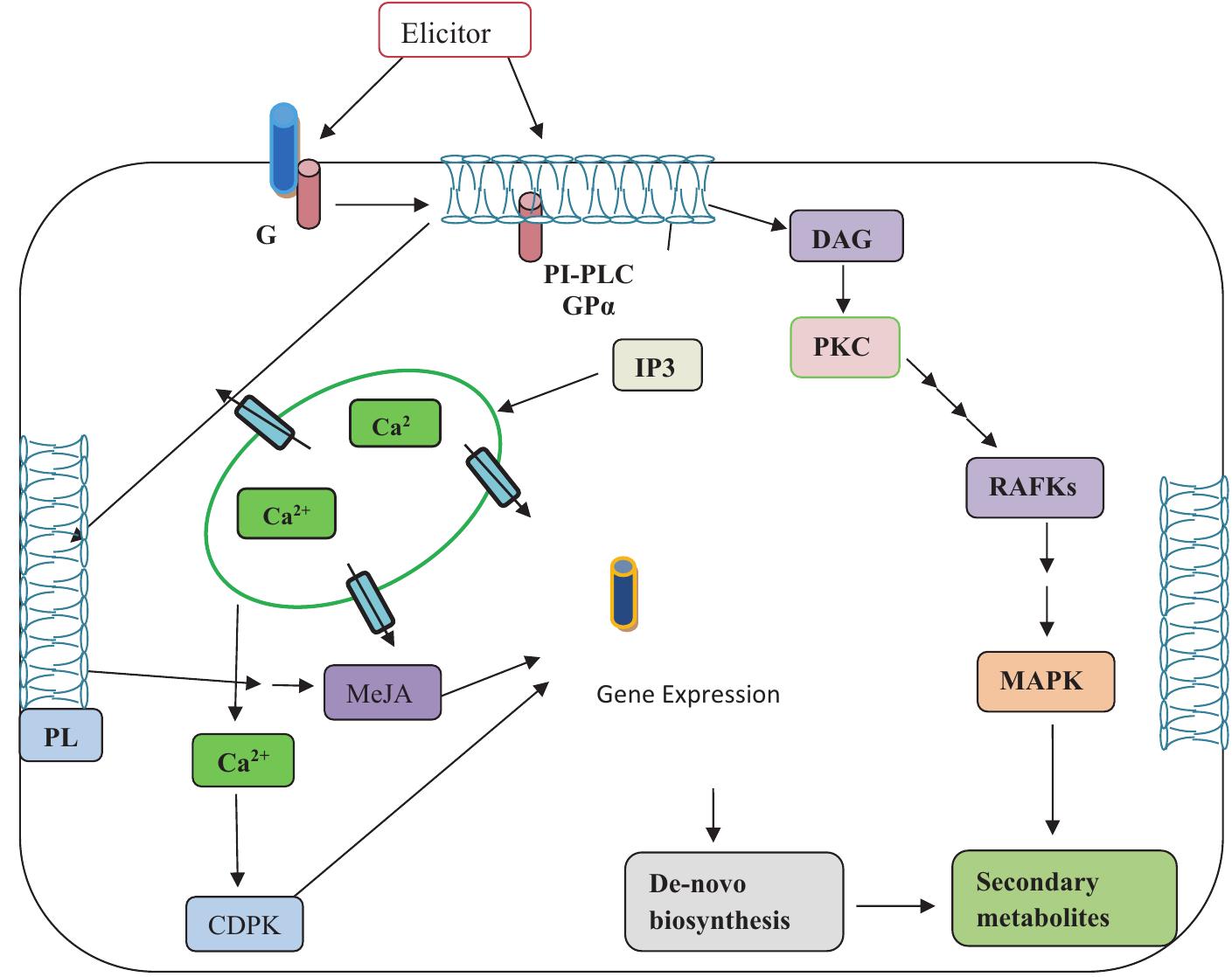 1 a possible signaling mechanism of in vitro secondary