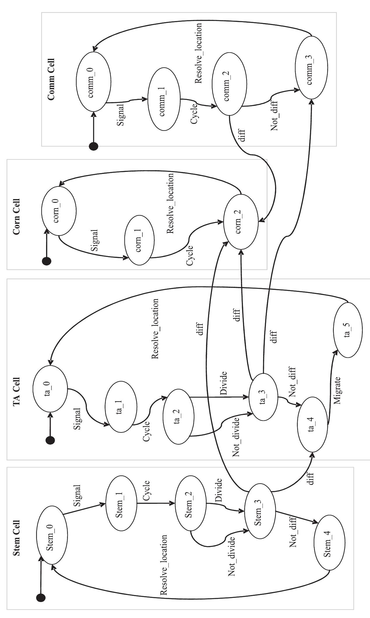 States transition diagram epitheliome project report