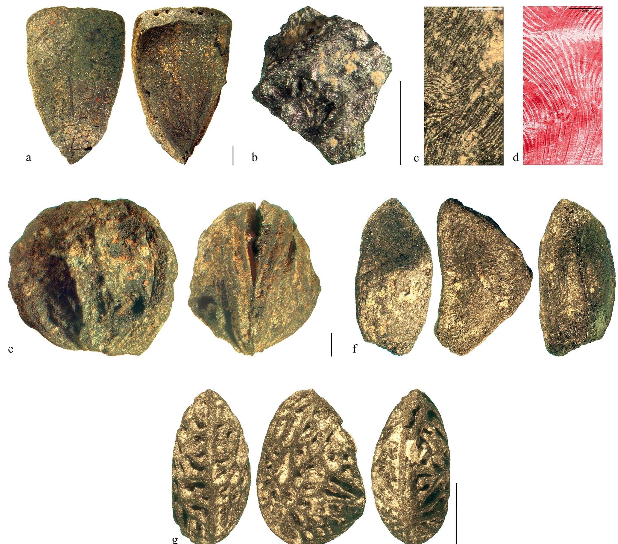 Charred remains of wild edible fruit plants from