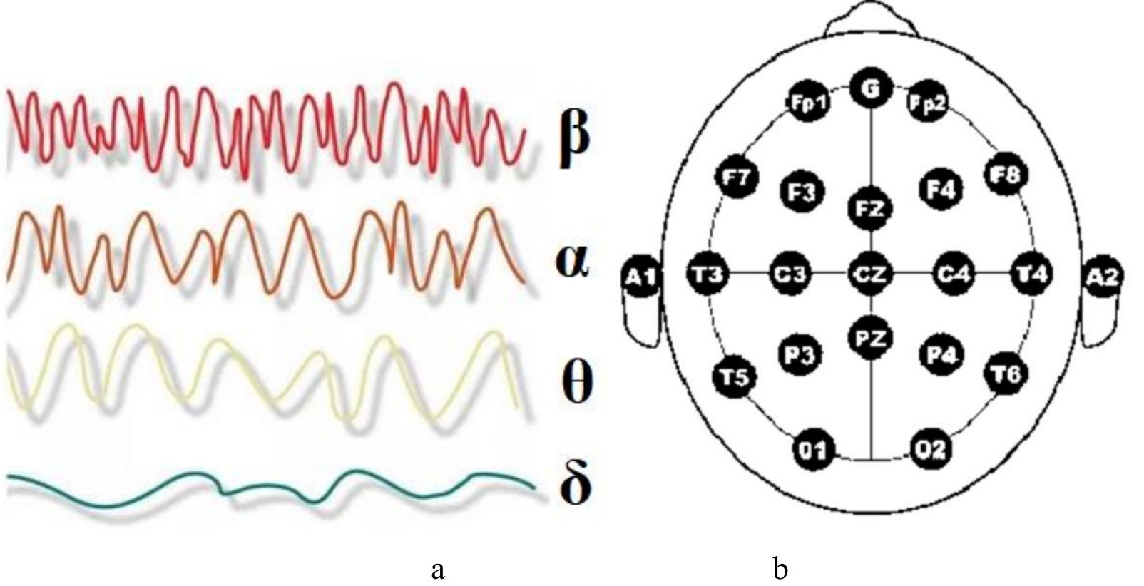 A - brain rhythms (, a, 8, y), b — the international system