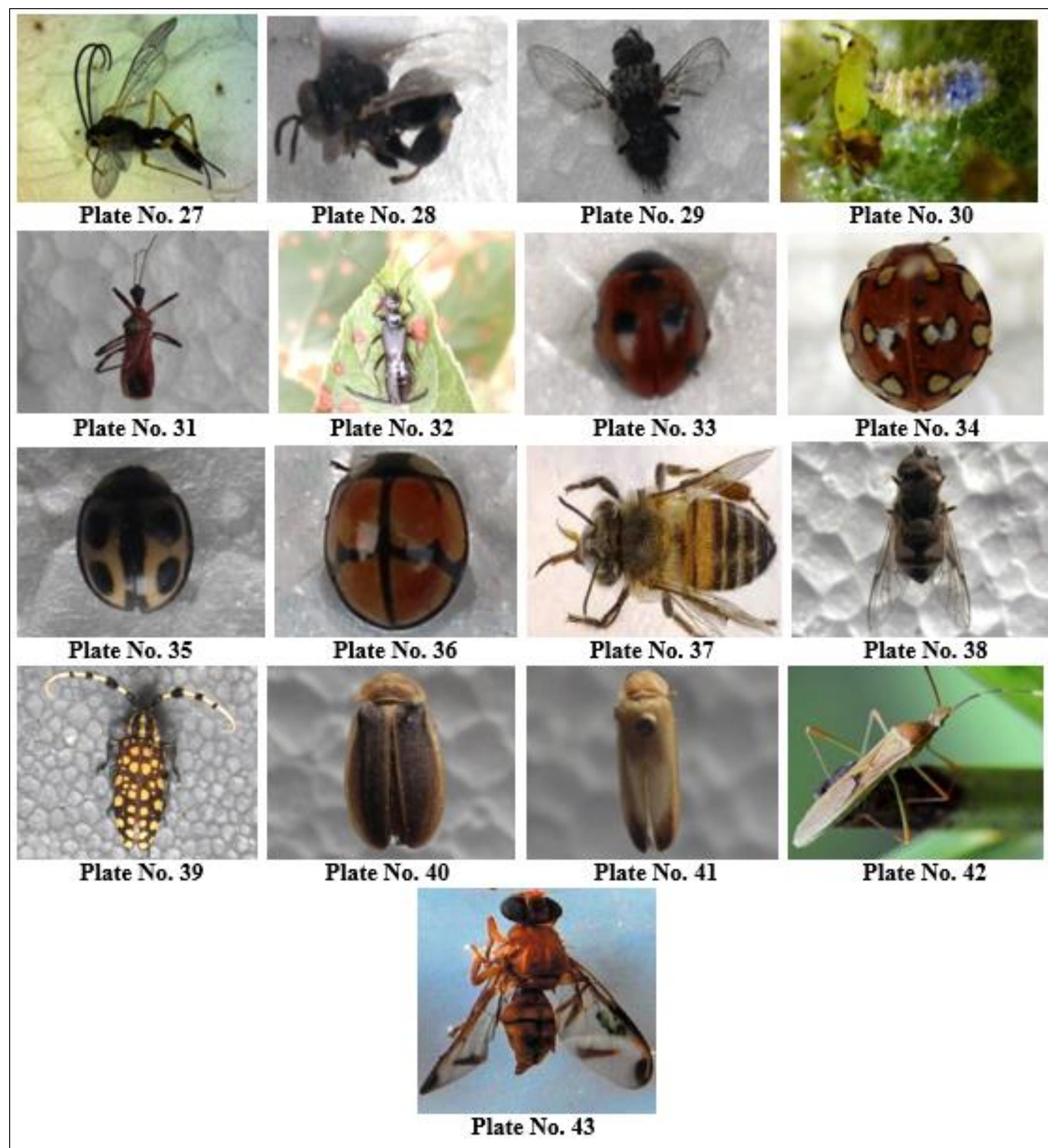Biodiversity of natural enemies, pollinators and visitors in