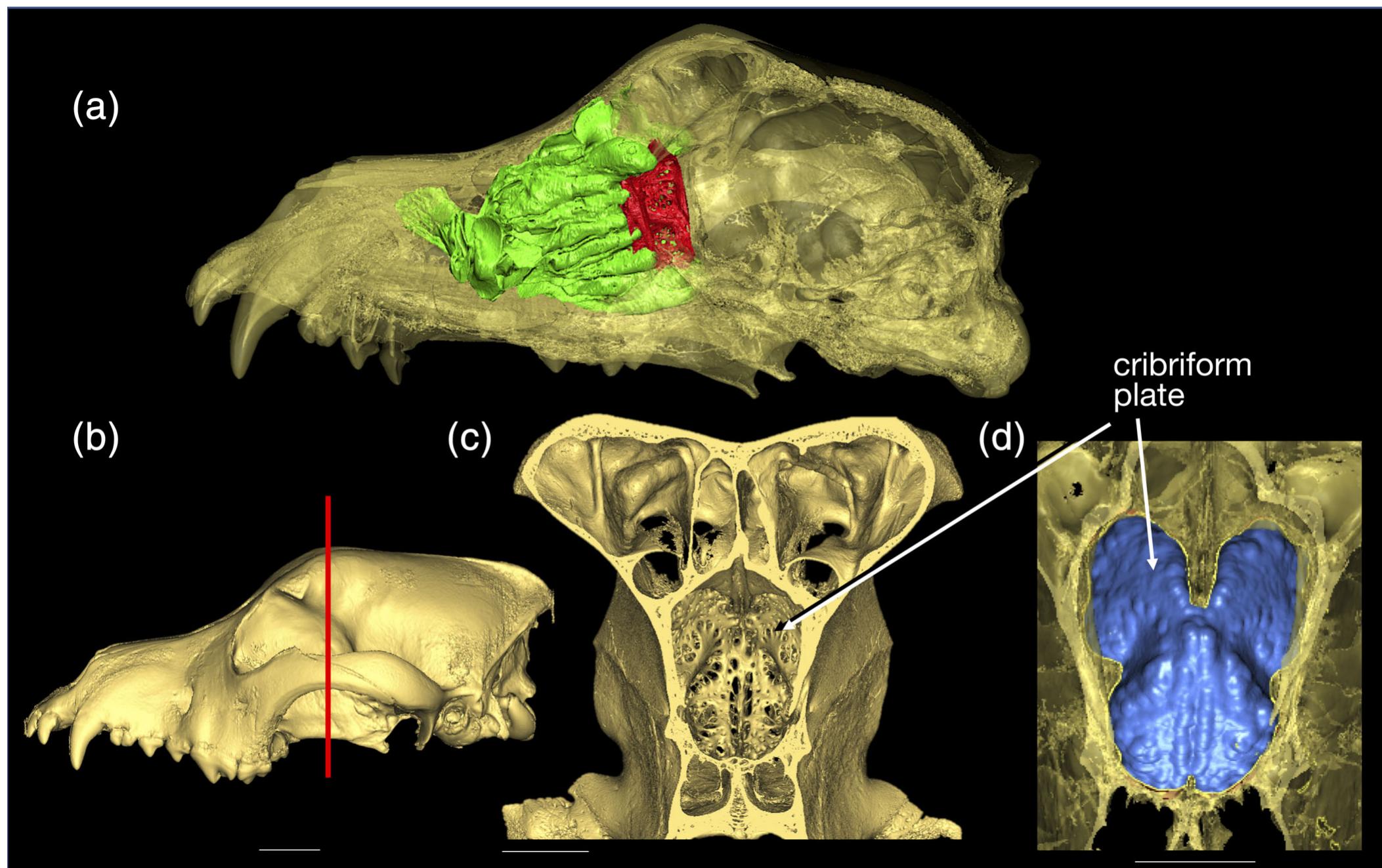 Nasal anatomy and surrounding skull morphology in the