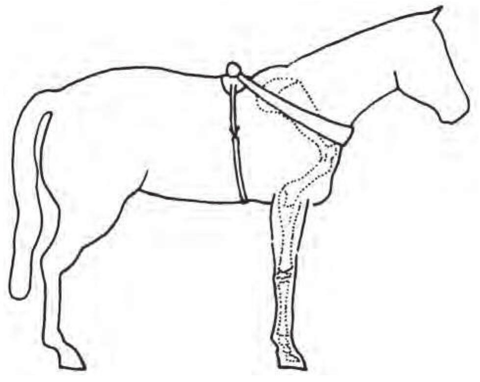 Figure 18 - Harnessing the Chariot Horse