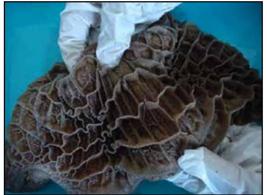 Traumatic reticuloperitonitis: reticulum showing metal- lic