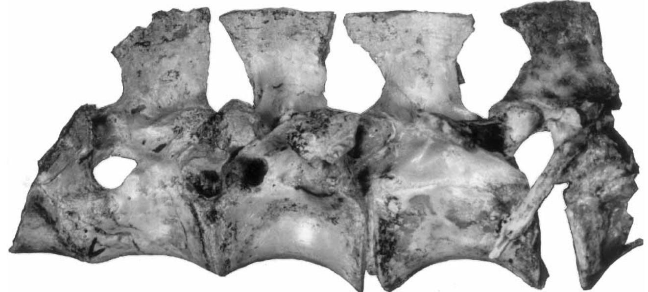 Preserved dorsal, dorsosacral and cranial sacral vertebrae