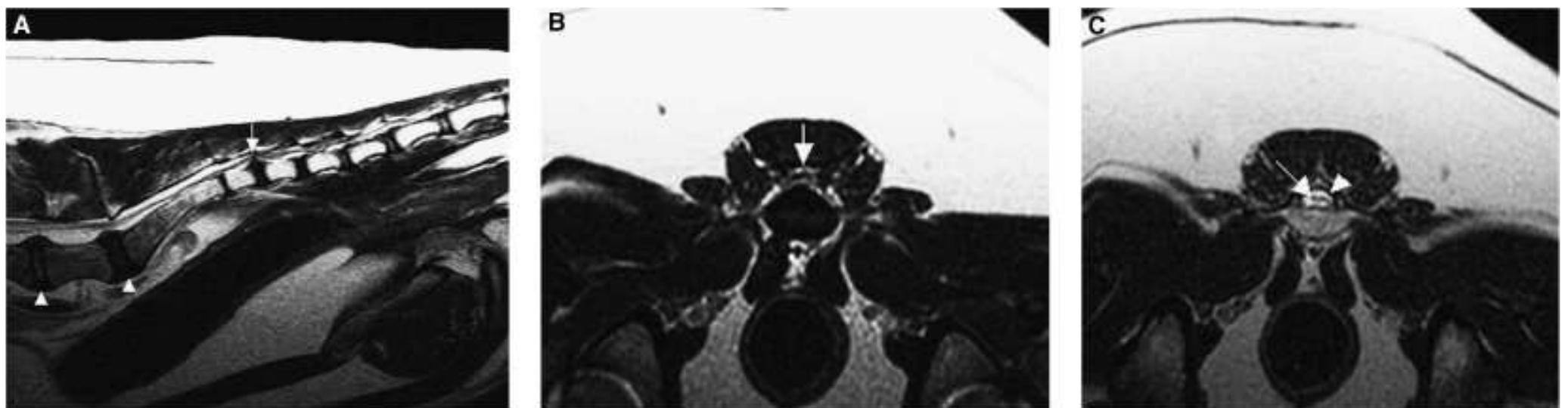 Fic. 2. dog 2. (a) t2w sagittal image. note the severe