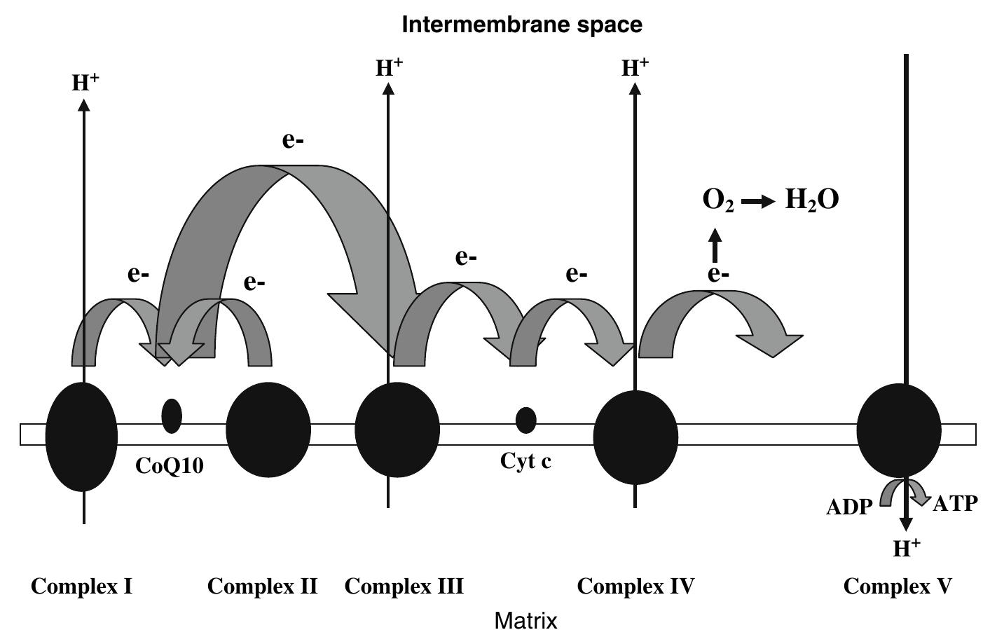Schematic representation of mammalian mitochondrial oxphos.