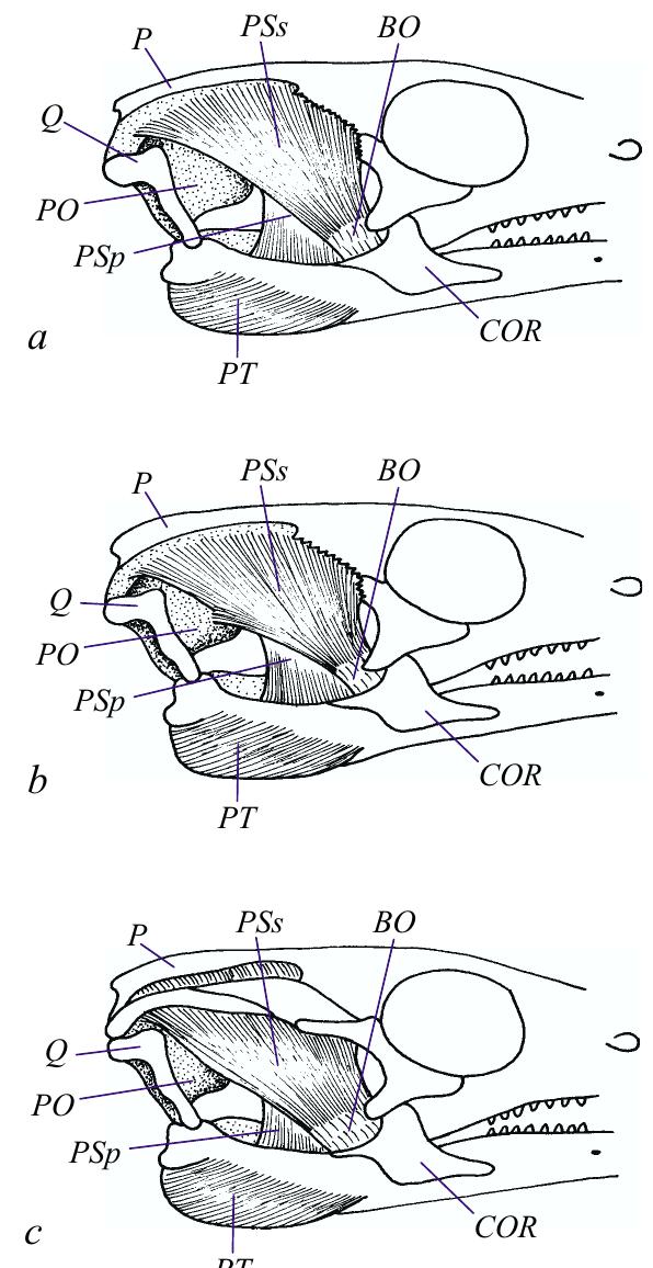 Origin of the m. pseudotemporalis superficialis (charac-