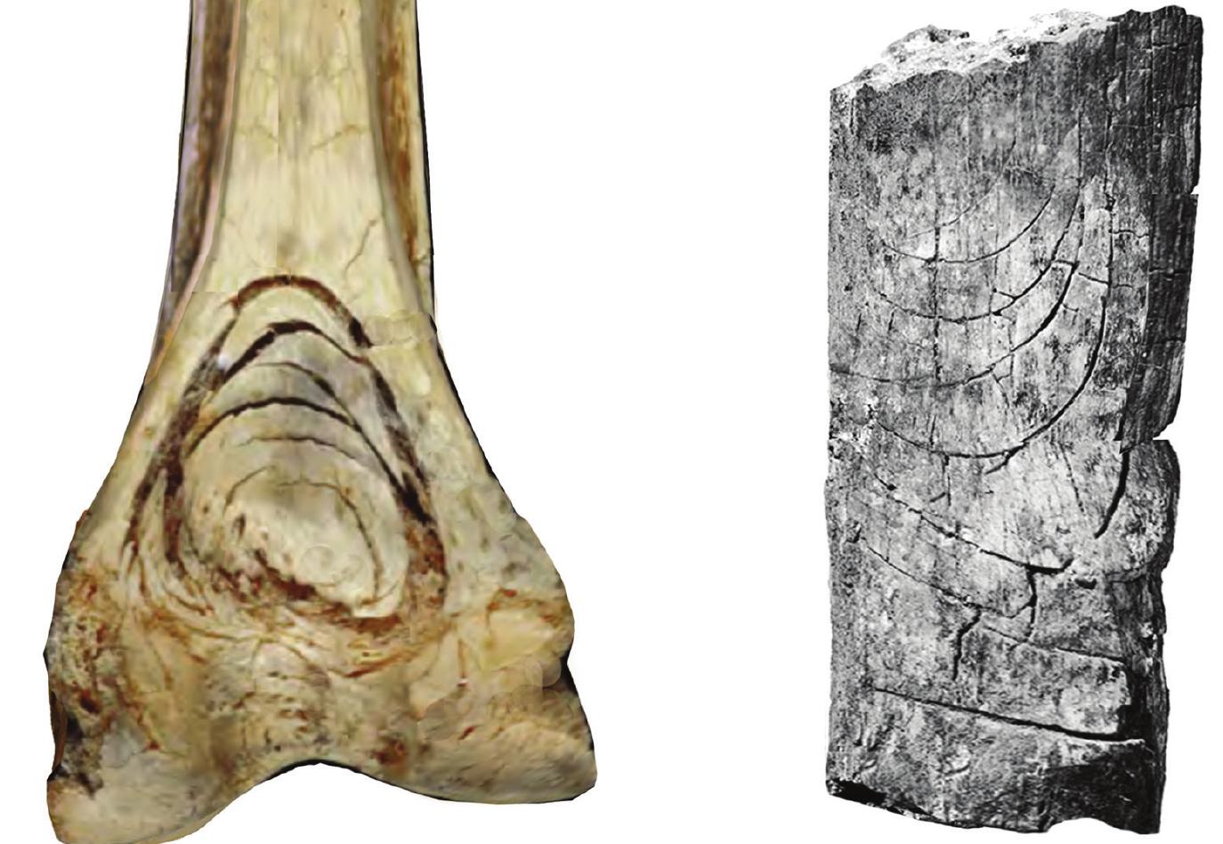 Curved transverse fractures at distal femur (left) (adapted