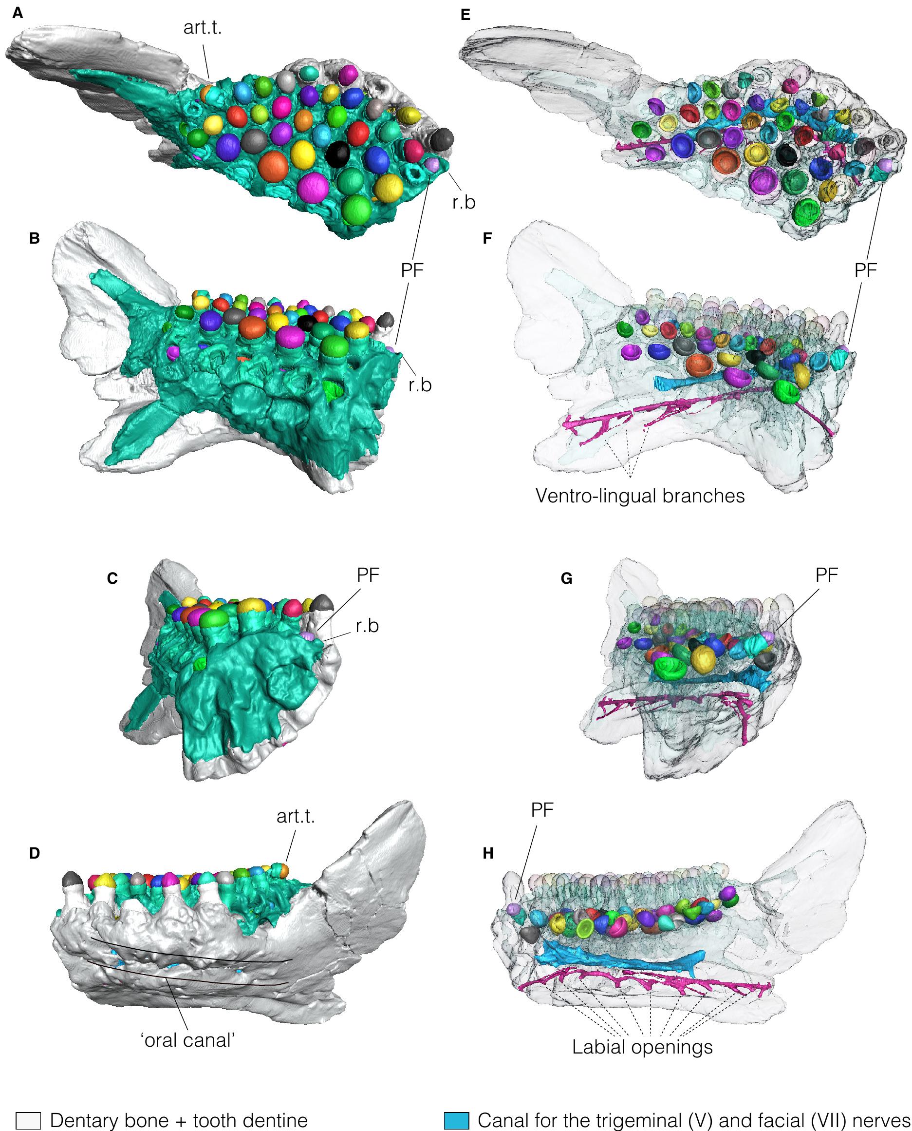 Figure 3 - Peculiar tooth renewal in a Jurassic ray‐finned